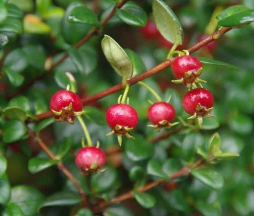 Chilean Guava Berry ugni Molinae Strawberry Myrtle - Etsy