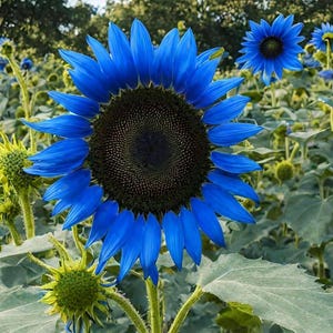 Blue Sunflower Midnight Oil Ornamental Flowering Plant 50 Fresh Seeds ...
