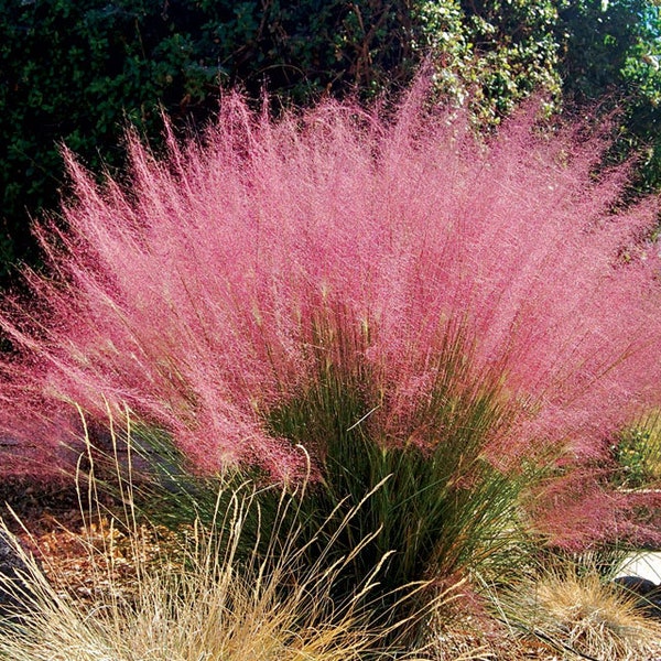 Pink Muhly Grass - Etsy
