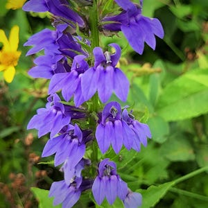 Great Blue Lobelia "lobelia Siphilitica" Ornamental Flowering Plant 500 ...
