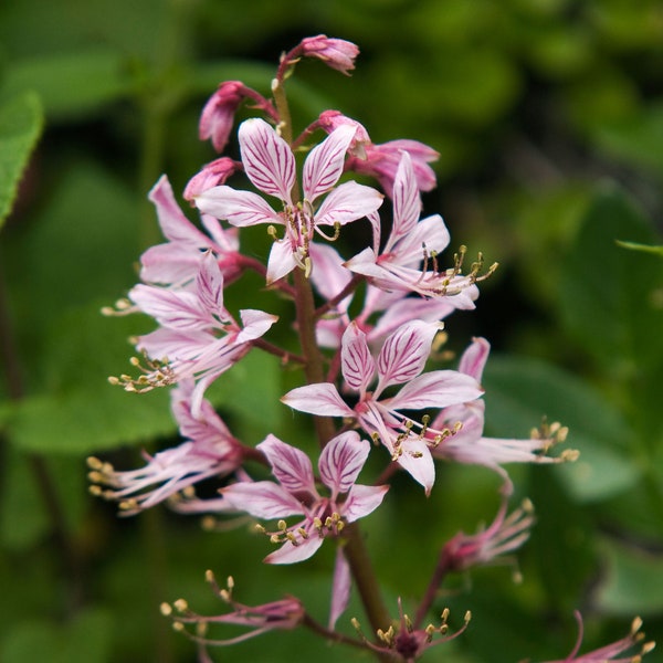 Burning Bush Plant - Etsy