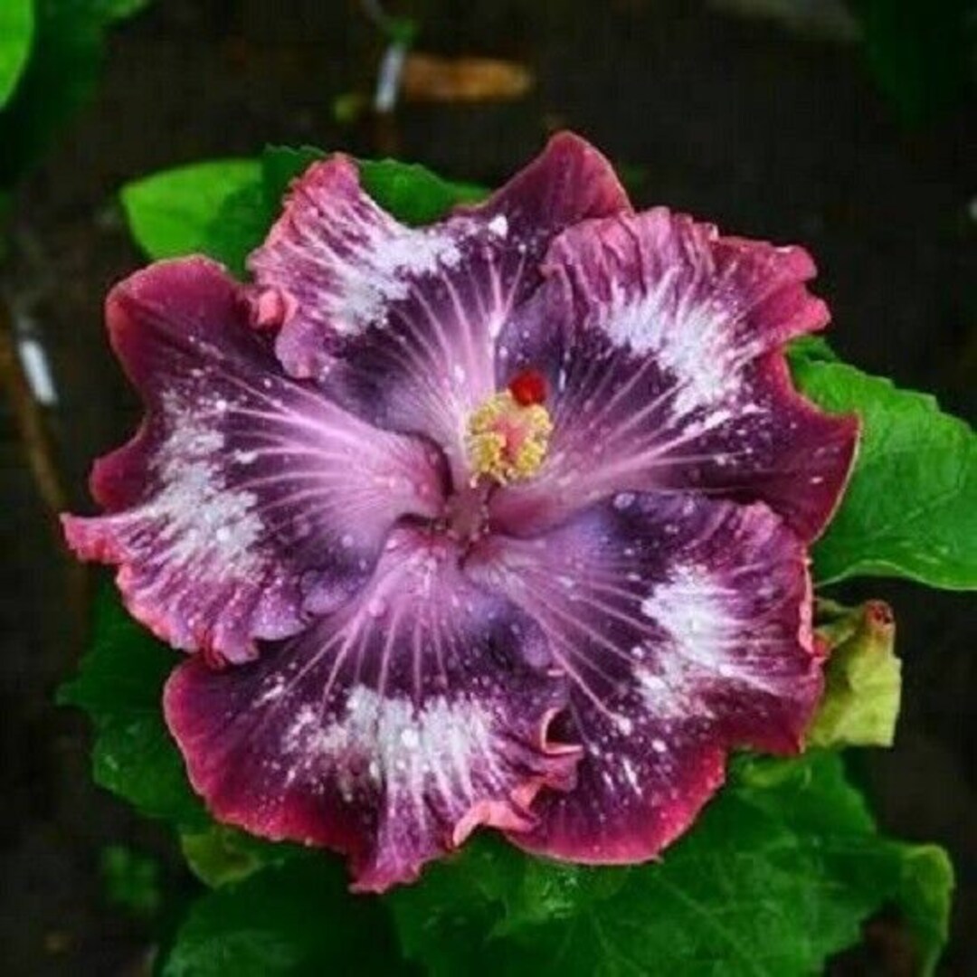 Silver Pink Purple Hibiscus Perennial Flowering Plant 20 Fresh Seeds - Etsy
