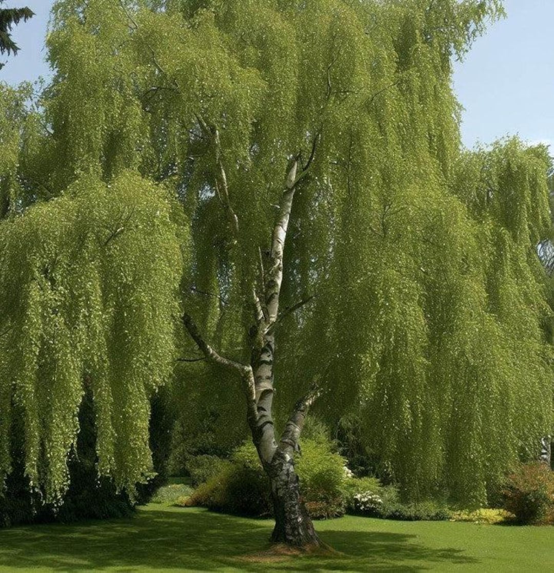 SEEDS ONLY - Silver Weeping Birch "betula Pendula Alba" Ornamental Tree ...