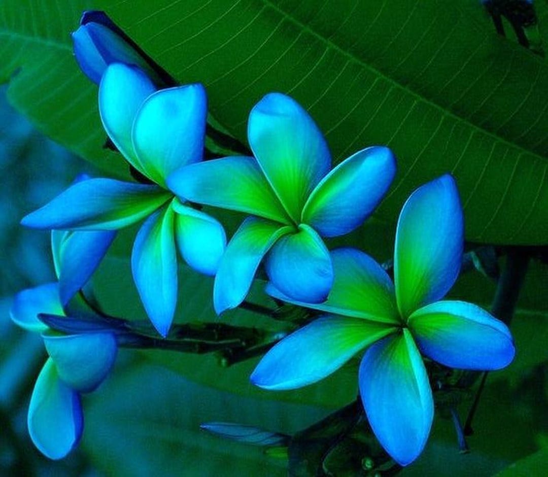 Blue Yellow Plumeria Seeds: Perennial Ornamental Flowering Plant – 5 ...