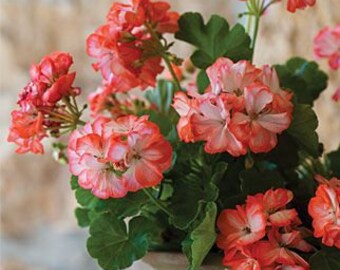 Geranium Drought Tolerant Pelargonium Zonale Geranium Rose Flower Seeds ...