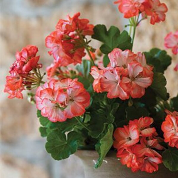 Geraniums - Etsy