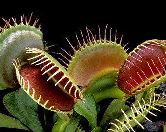 Venus Flytrap Bloom Plant 25 Fresh Seeds - Etsy