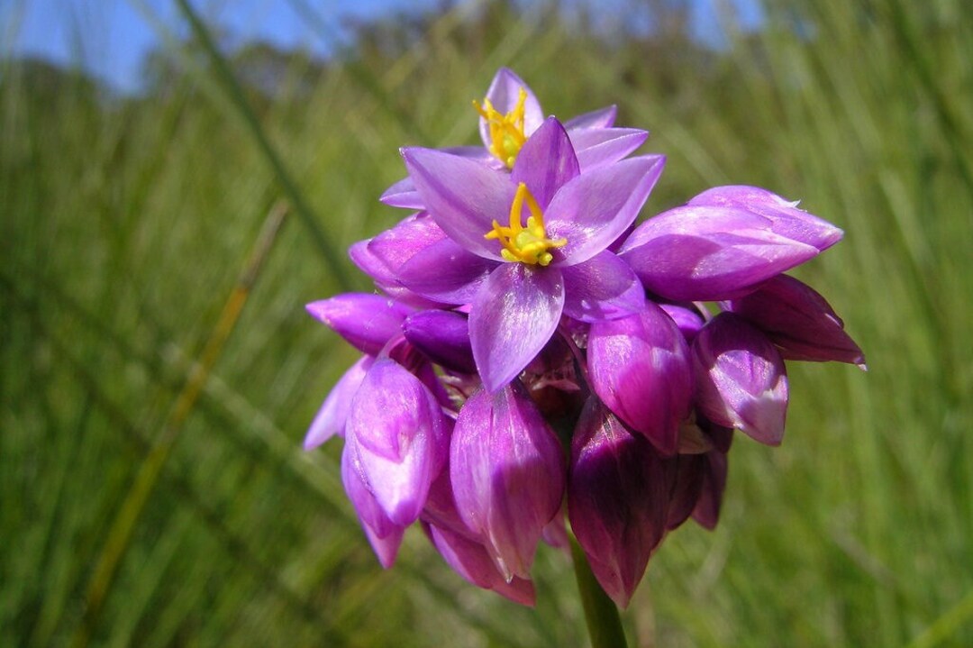 Vanilla Lily sowerbaea Juncea Mauve Shade With - Etsy