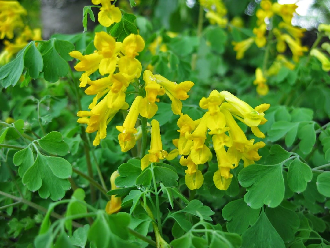 Yellow Corydalis Seeds: Lutea Bloom Flowering Plant – 50 Fresh Seeds - Etsy