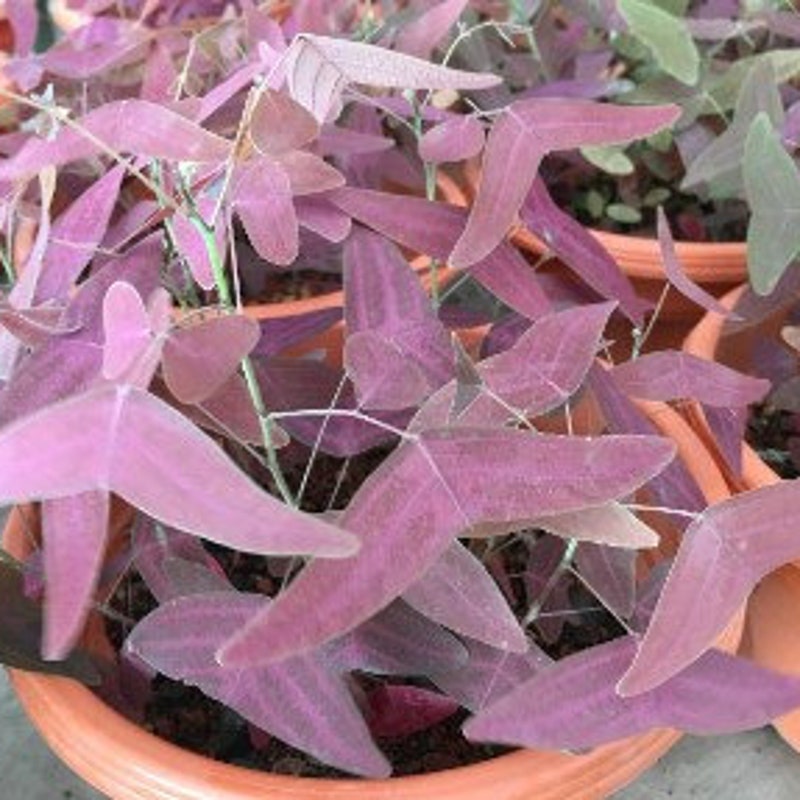 Butterfly Wing Plant - Etsy