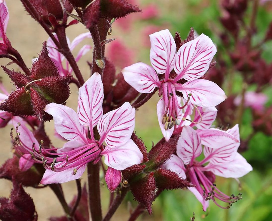 Gas Plant "dictamnus Albus" Ornamental Flowering Plant 20 Fresh Seeds ...