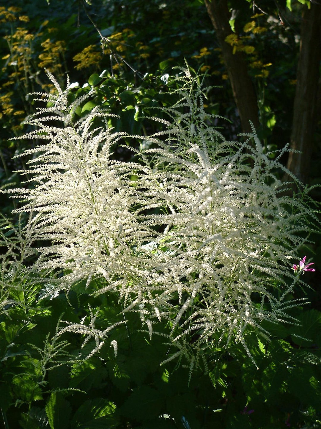 SEEDS ONLY - Goat's Beard "aruncus Dioicus" Feathery Ornamental Plant ...