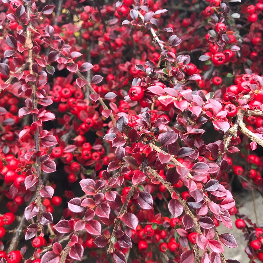 Rockspray Cotoneaster "cotoneaster Horizontalis" Ornamental Flowering ...