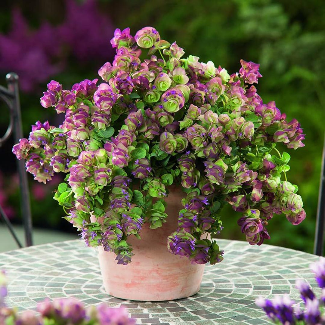 Ornamental Oregano Fragrant Trailing Kirigami Eye Catching Purple ...