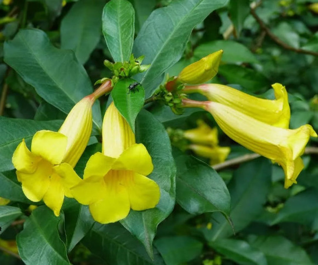 Golden Trumpet allamanda Neriifolia Bush Allamanda Ornamental Flowering ...