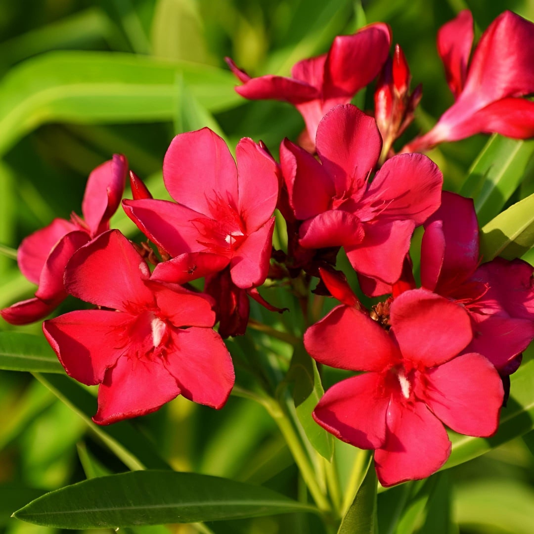 Red Oleander Seeds: Nerium Oleander Ornamental Flowering Tree – 60 ...
