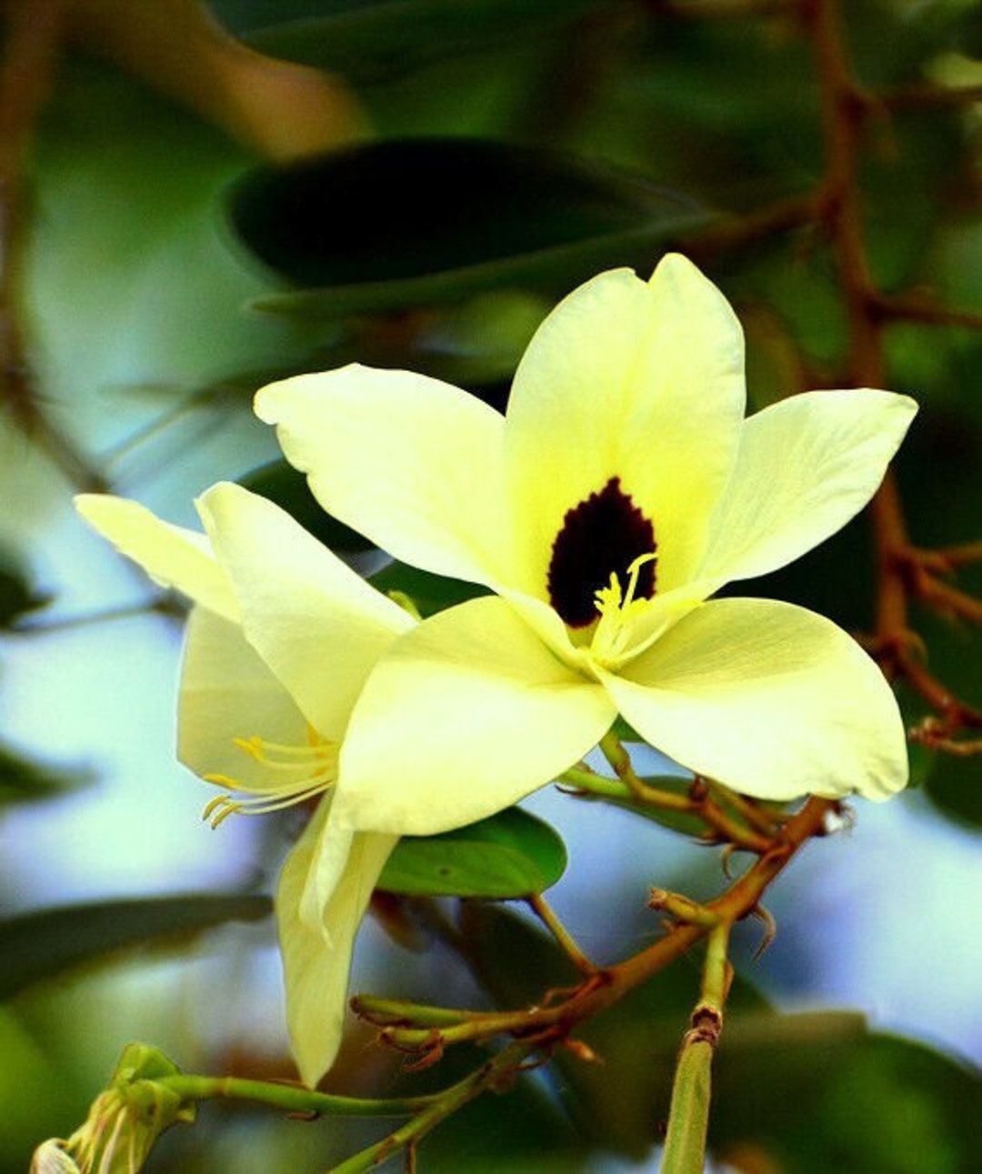Yellow Bell Orchid Tree bauhinia Tomentosa Yellow Bauhinia Ornamental ...
