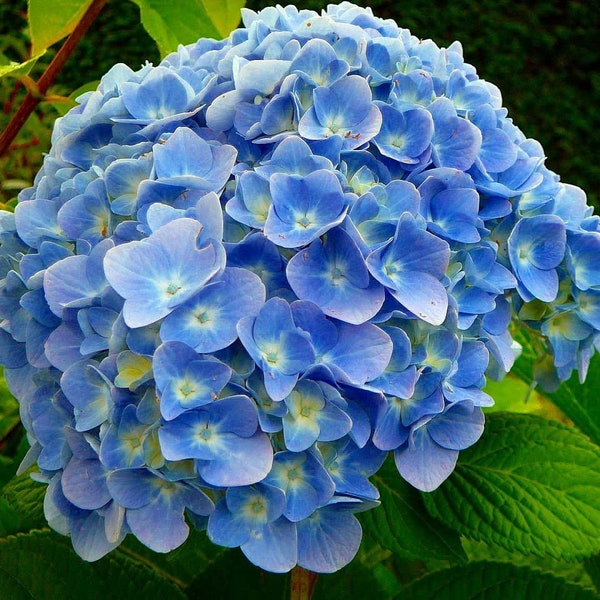 Hydrangea Seeds - Etsy