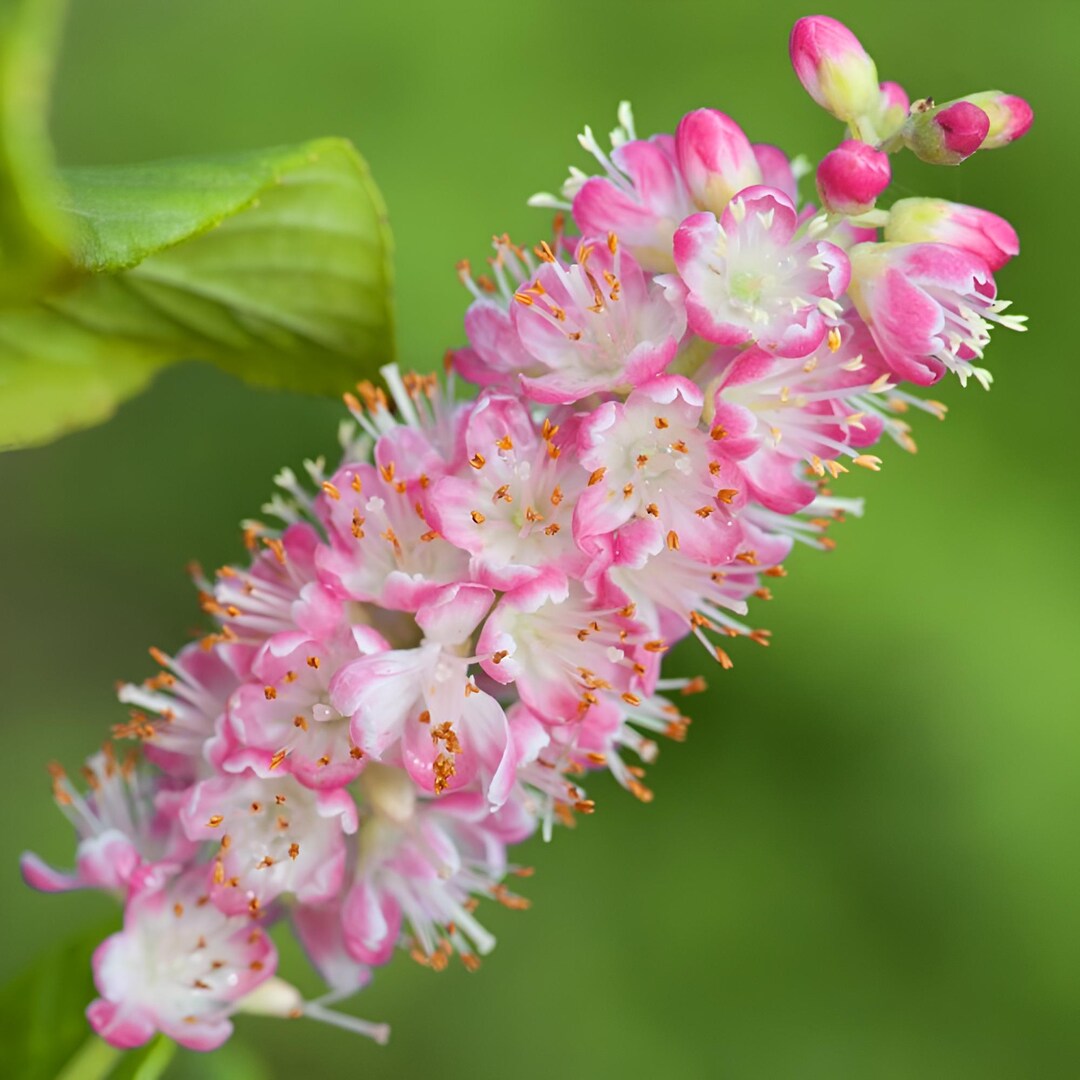 Pink Summersweet Seeds: Clethra Alnifolia Ornamental Fragrant Flowering ...