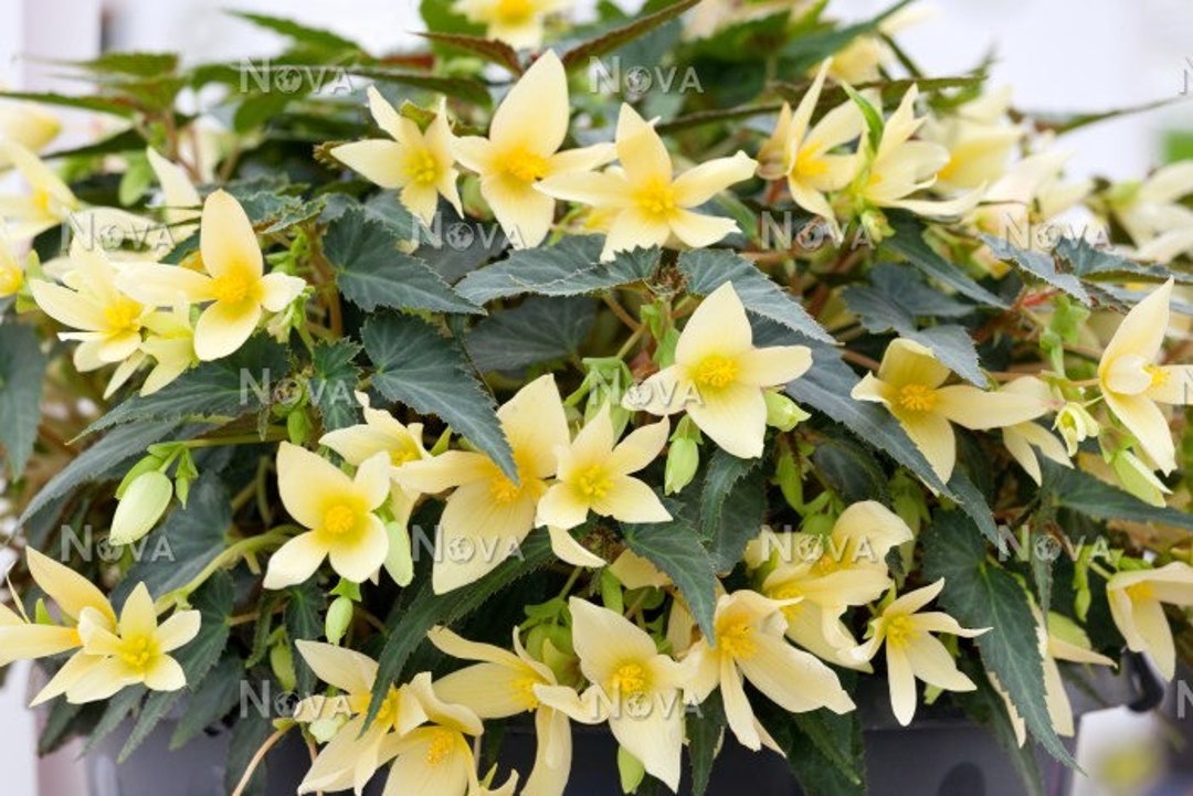 Begonia Boliviensis Mellow Yellow Bloom Ornamental Houseplant 15 ...