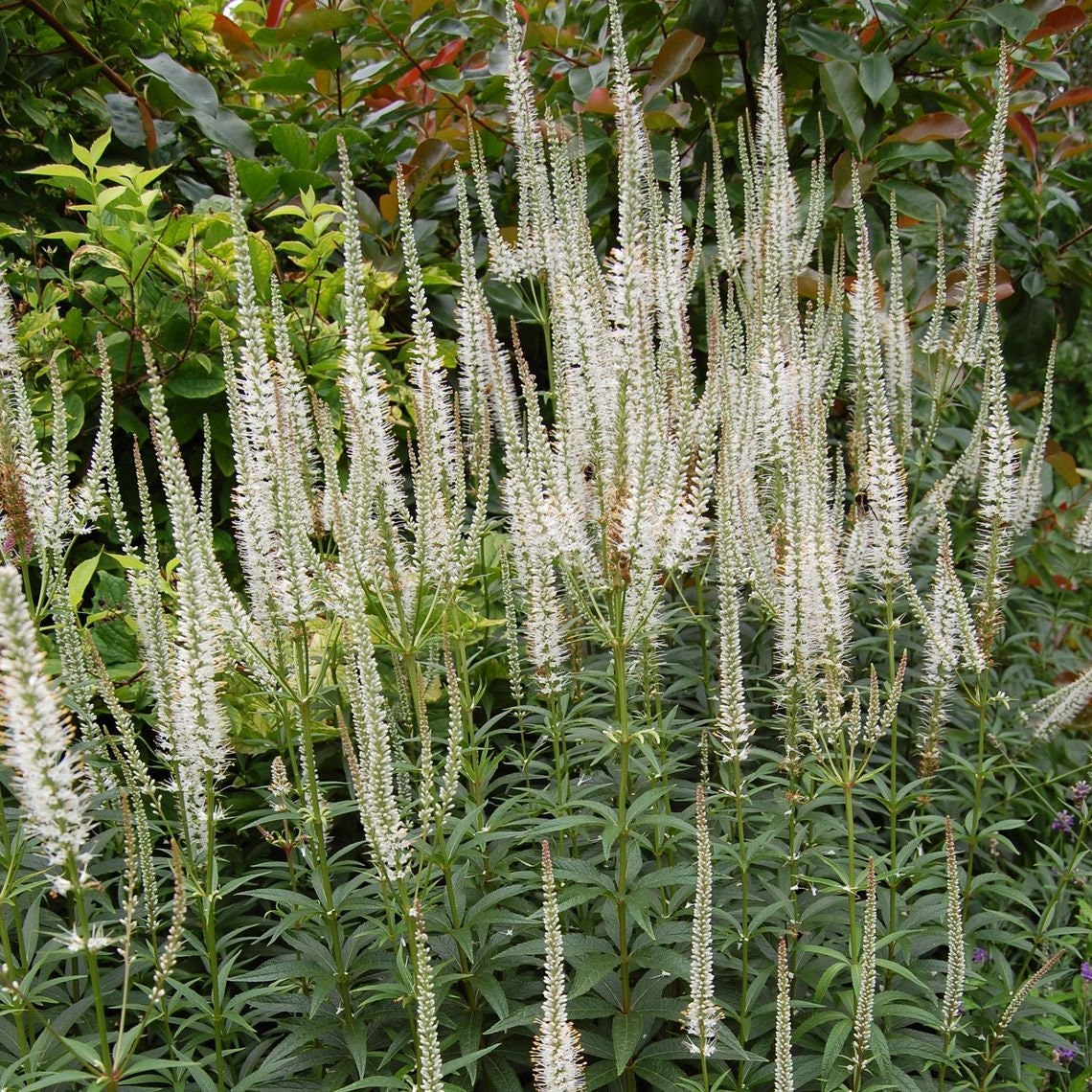 Culver's Root Flower 50 Fresh Seeds | Etsy