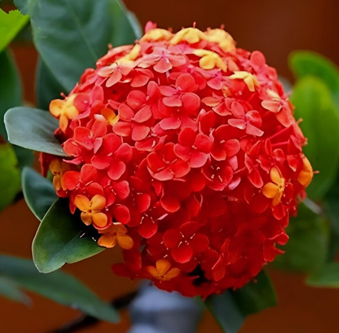Red Orange Hydrangea Rare Ornamental Flowering Plant 20 Fresh Seeds - Etsy