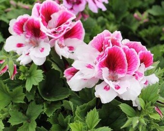 Ferns, Grasses & Bamboo Outdoor & Gardening Plants Coral Spice Ready to ...