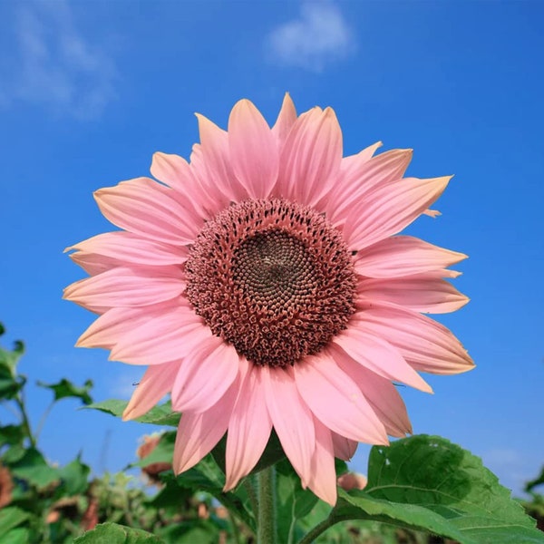 Pink Sunflower - Etsy