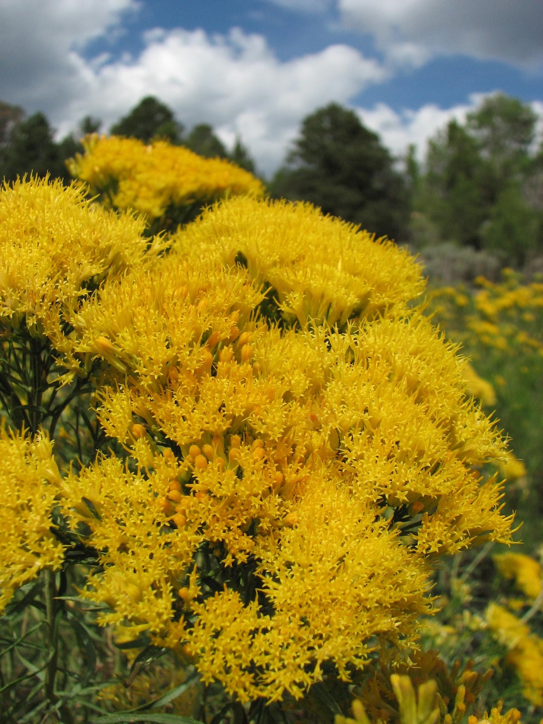 Rubber Rabbitbrush "chamisa Ericameria" Ornamental Flowering Plant 100 ...
