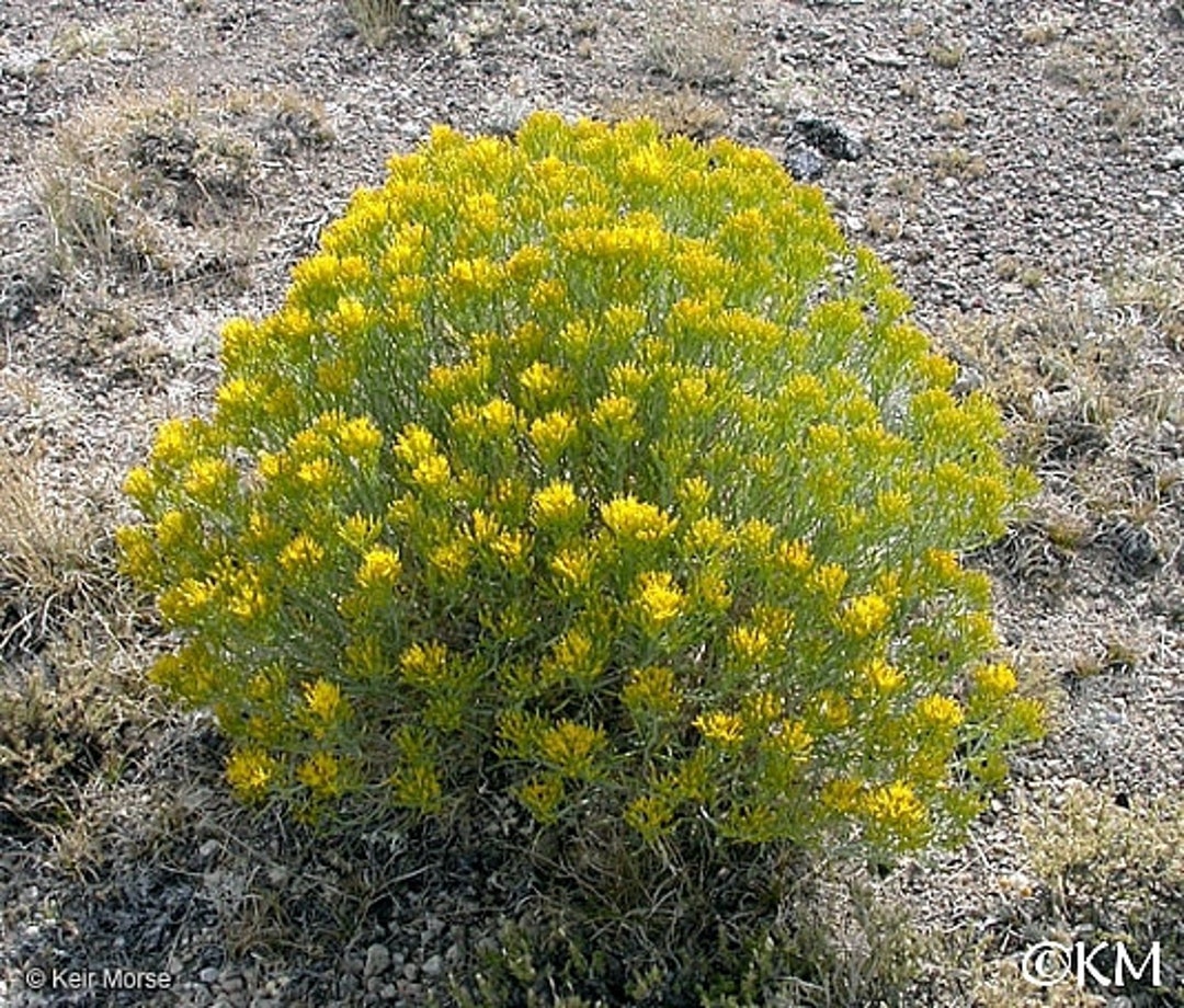 Chamisa Rubber Rabbitbrush ericameria Nauseosa Ornamental Plant 100 ...