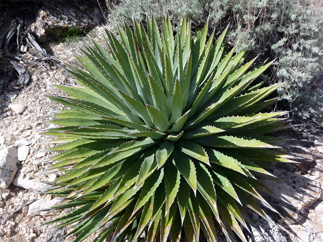 Utah Agave "agave Utahensis" Ornamental Succulent Plant 20 Fresh Seeds ...