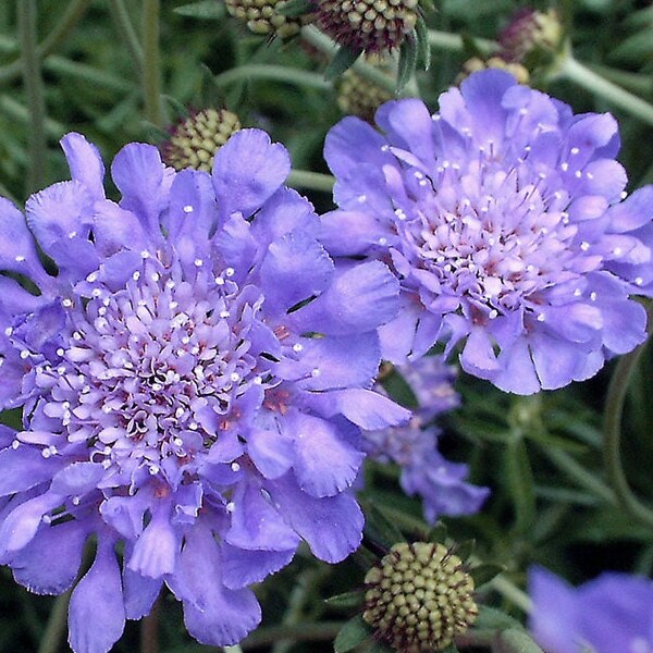 Scabiosa Seeds - Etsy