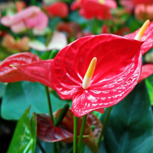 Anthurium - Etsy