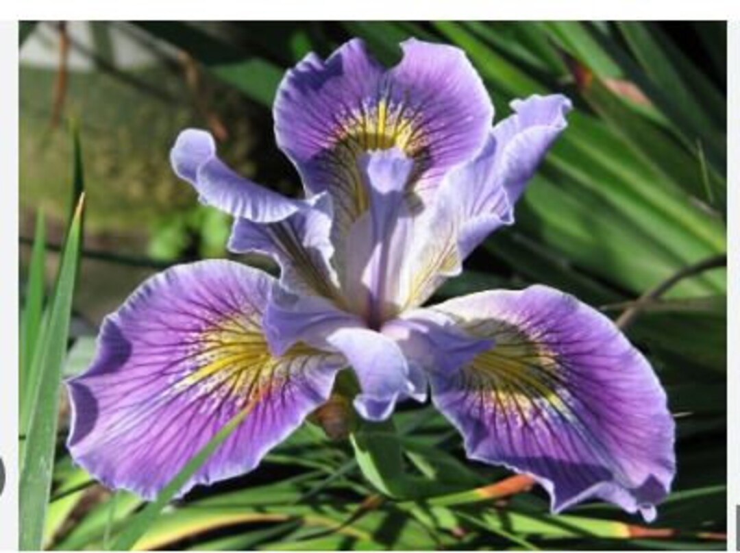 Douglas Iris iris Douglasiana Attractive Purplish-blue Blooms ...