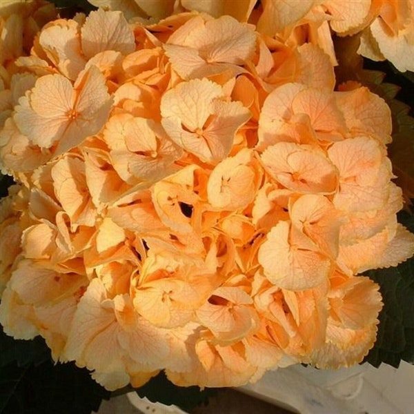 Yellow Hydrangea Live Plant - Etsy