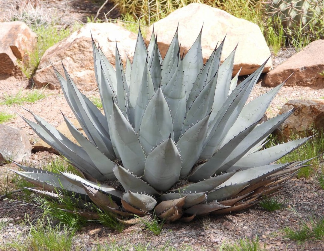 Utah Agave agave Utahensis Ornamental Bloom Plant 20 Fresh Seeds - Etsy