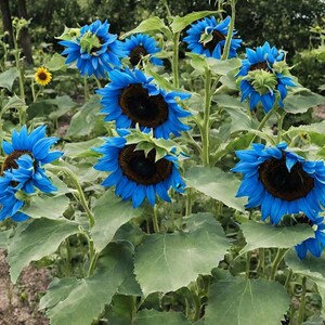SEEDS ONLY - Blue Sunflowers Ornamental Plant 50 Fresh Seeds - Etsy