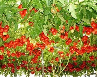 Italian Tomato Tree | Etsy