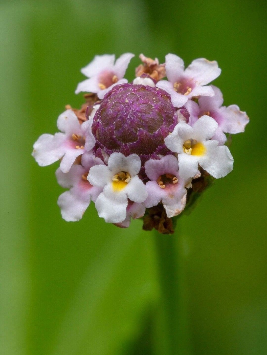 Frogfruit Turkey Tangle phyla Nodiflora Matchweed Ornamental Flowering ...