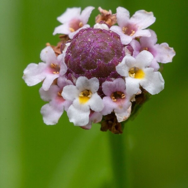 Ornamental Grass Plants - Etsy