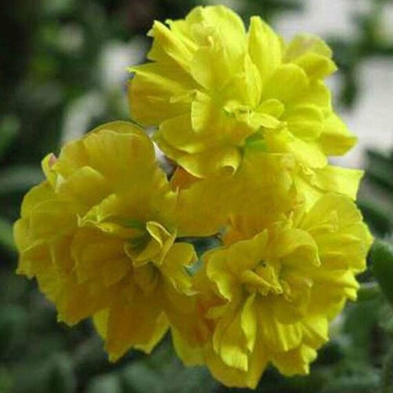Geranium Flower Yellow