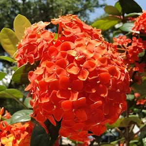 Red Orange Hydrangea Rare Ornamental Flowering Plant 20 Fresh Seeds - Etsy