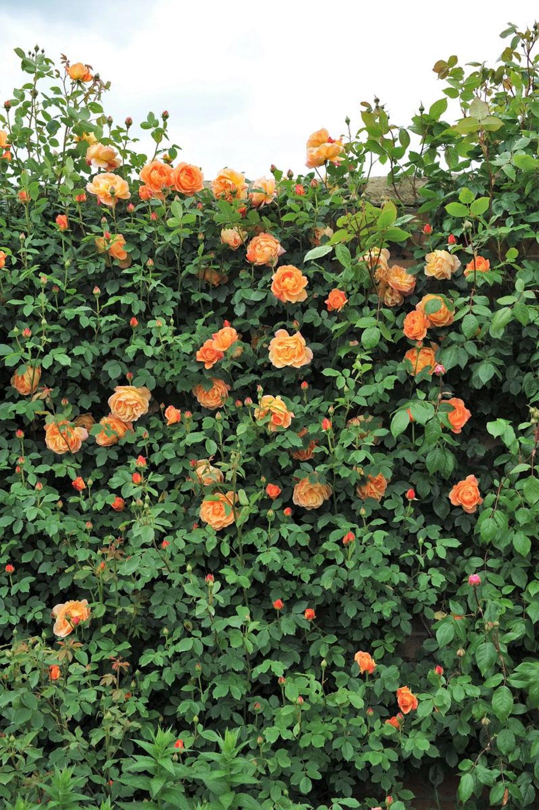 Orange Climbing Rose Seeds: Ornamental Fragrant Flowering Vine Plant ...