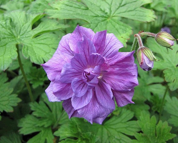 Purple Geranium Plant