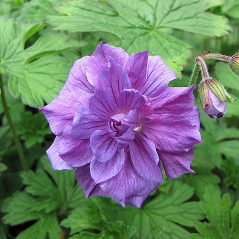 Geraniums - Etsy