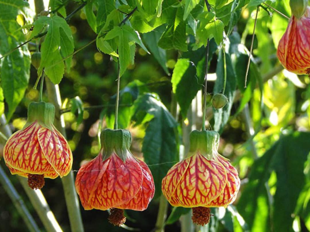 Chinese Lantern abutilon Pictum Bloom Flowering Plant 5 Fresh Seeds - Etsy