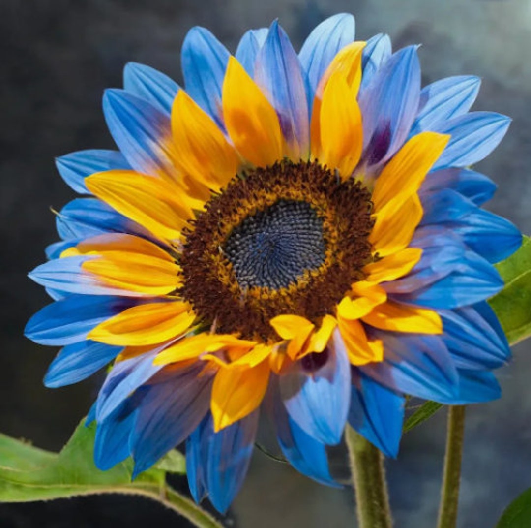 Blue Yellow Sunflowers Two Tone Ornamental Flowering Plant 50 Fresh ...