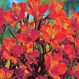 Alstroemeria - Etsy