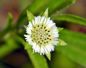 Rare Beauty Succulents Seeds Mixed 100pcs/pack - Etsy