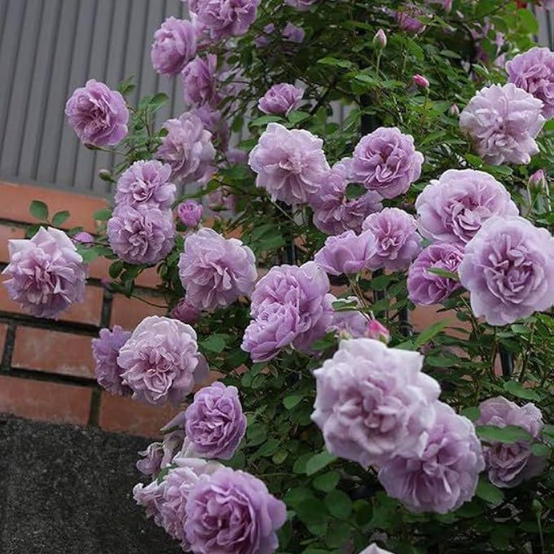 Purple Rose Bush - Etsy